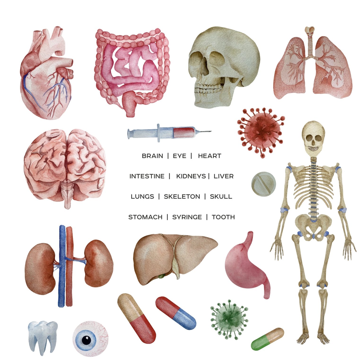 Watercolor human organs clipart 26 realistic illustration