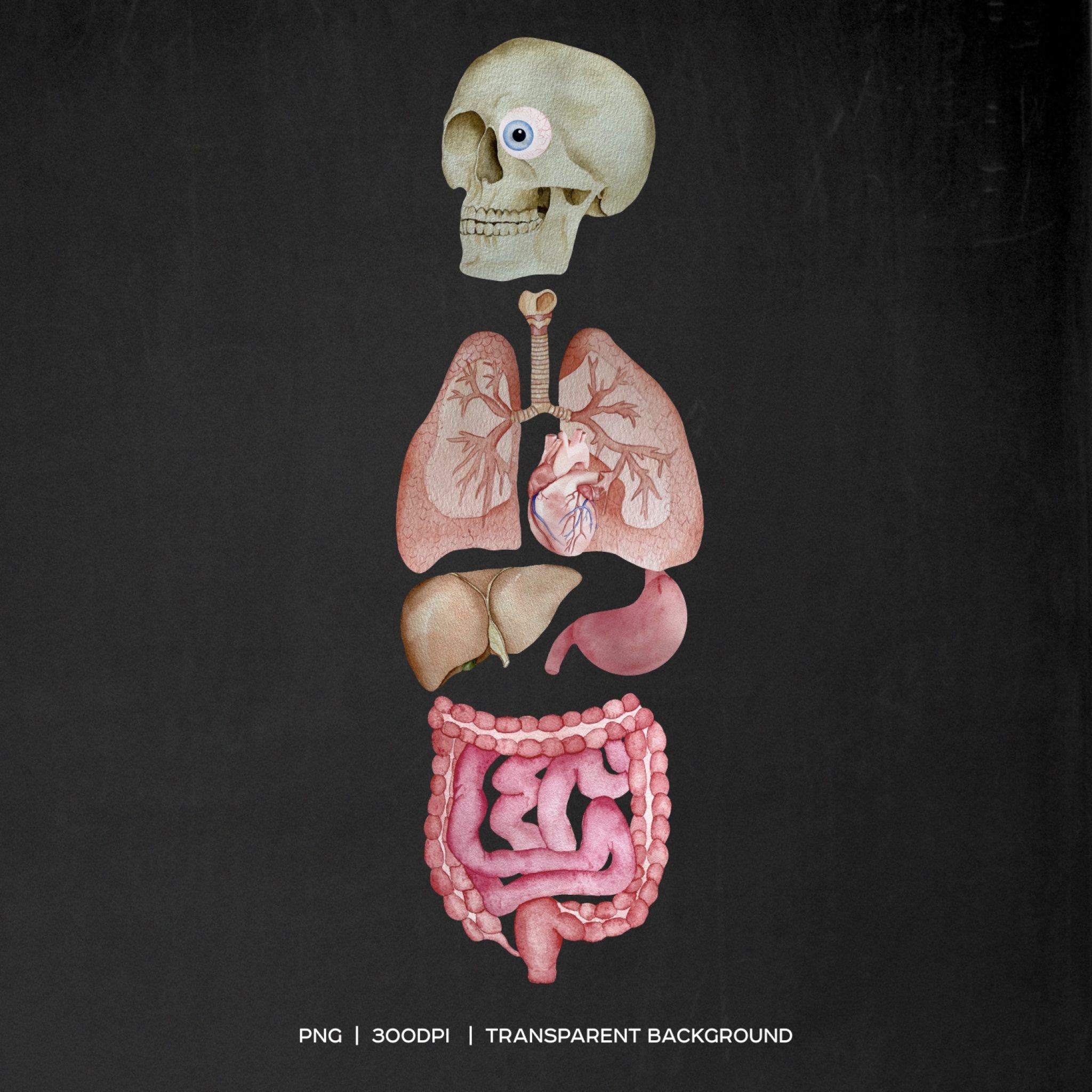 Watercolor human organs clipart 26 realistic illustration